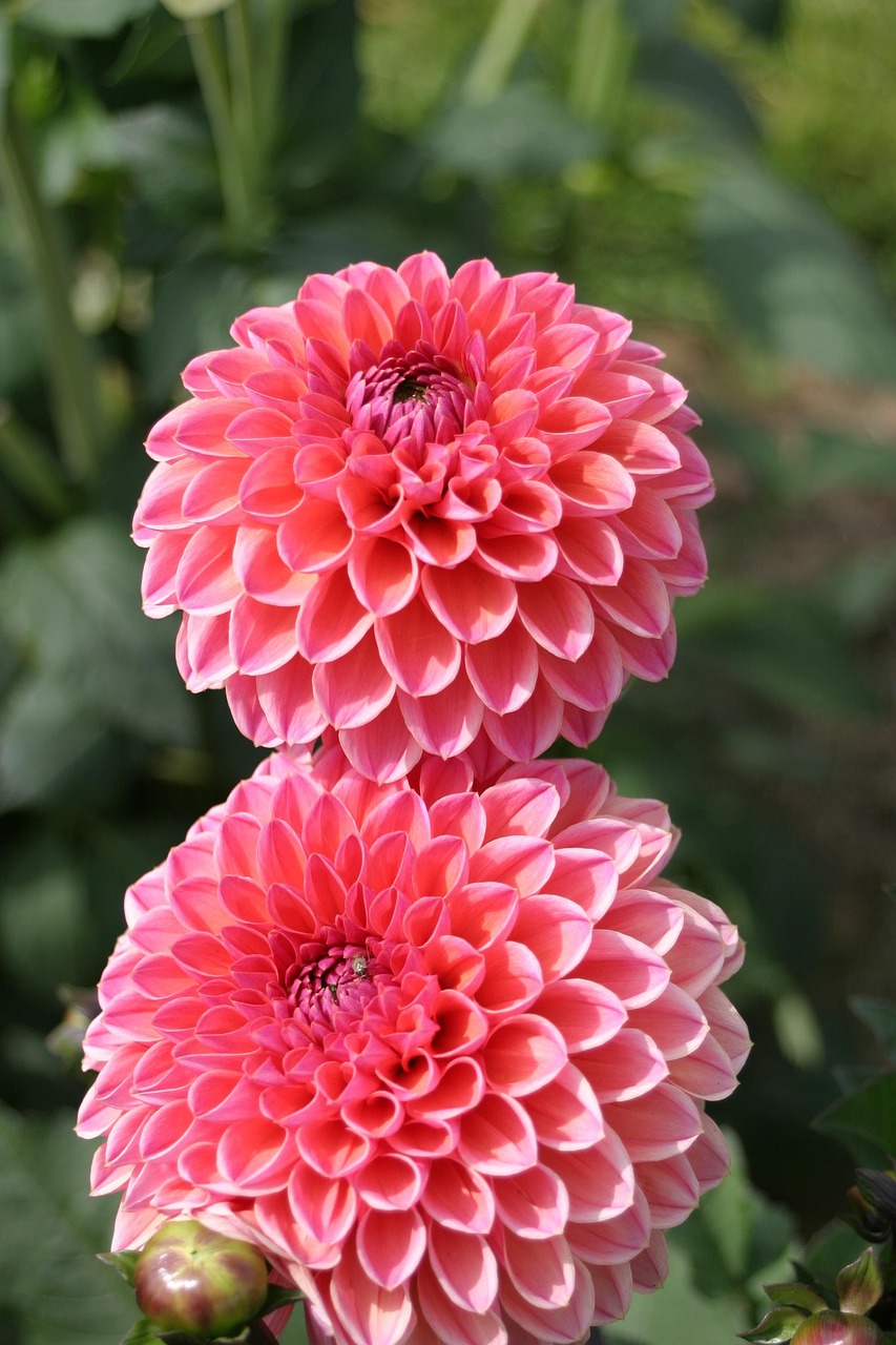 Dahlia Bunga-Bunga Tanaman - Foto gratis di Pixabay - Pixabay