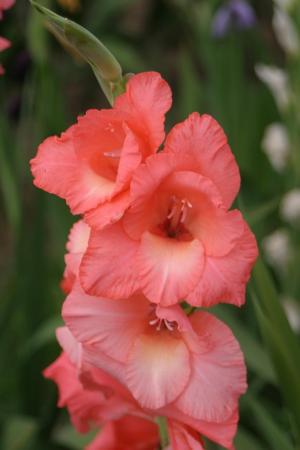Gladiolus Flowers Plant Sword - Free photo on Pixabay - Pixabay
