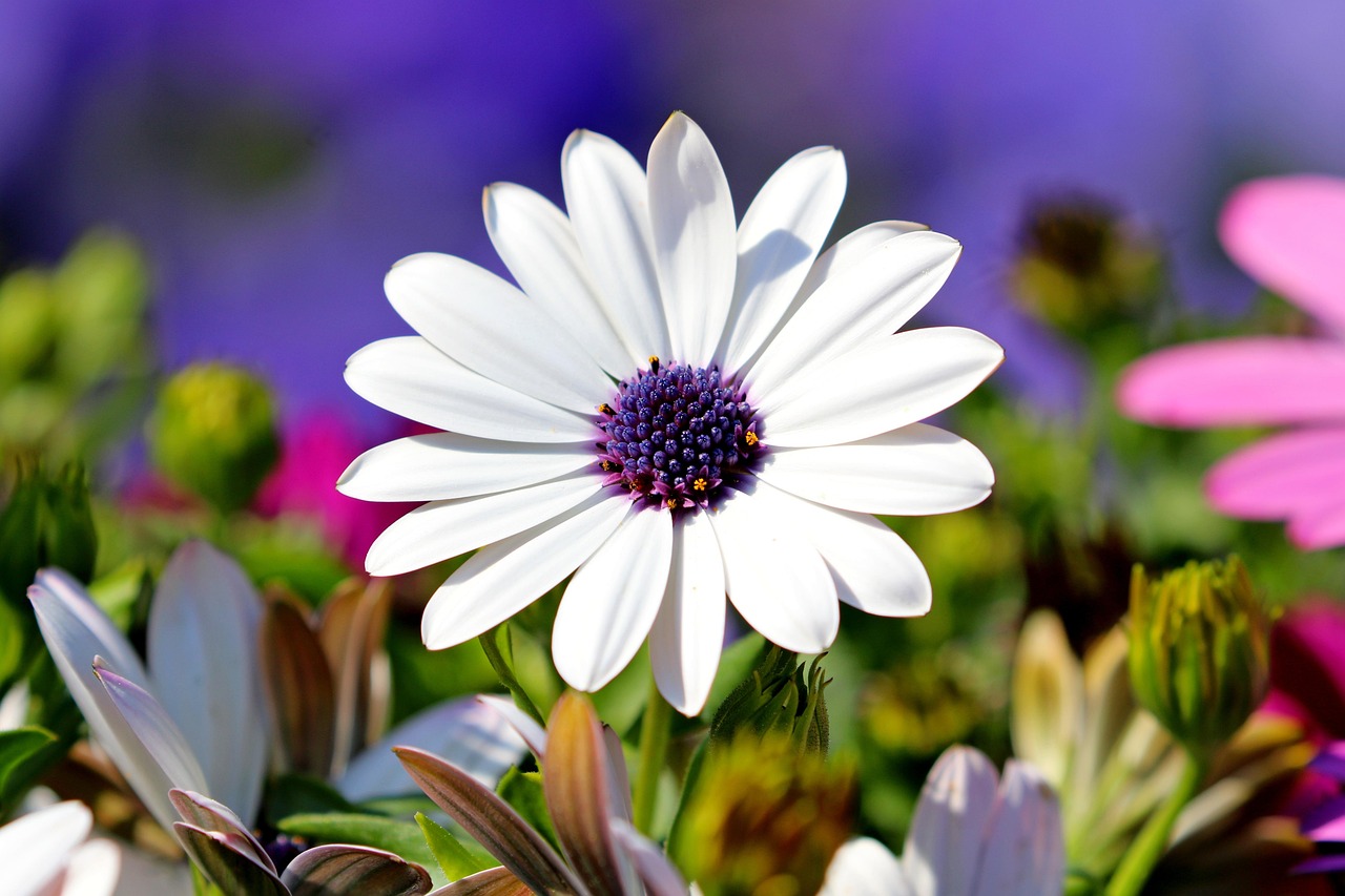 African Daisy Blanche Fleur - Photo gratuite sur Pixabay - Pixabay