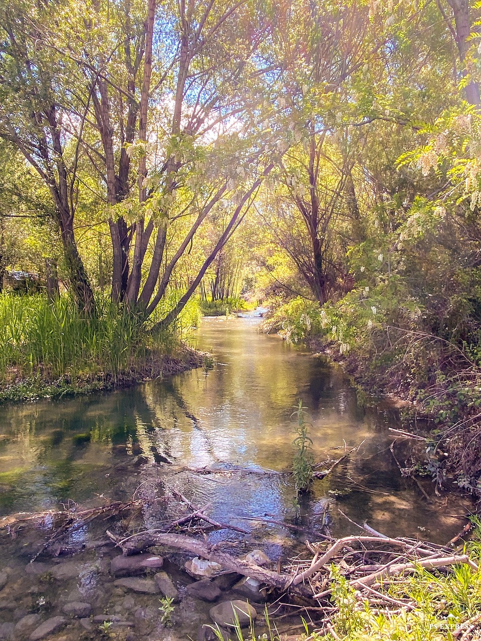 Stream Trees Woods - Free photo on Pixabay