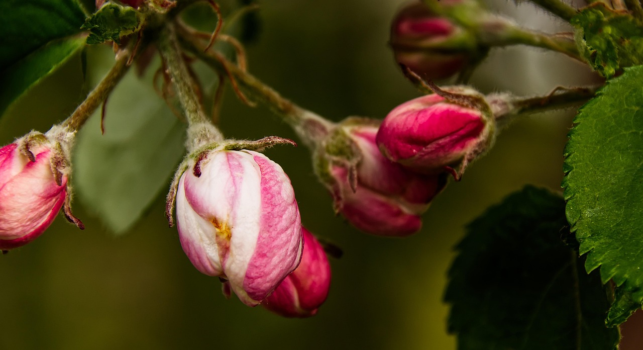 Apple Blossom Flowers Buds - Free photo on Pixabay - Pixabay
