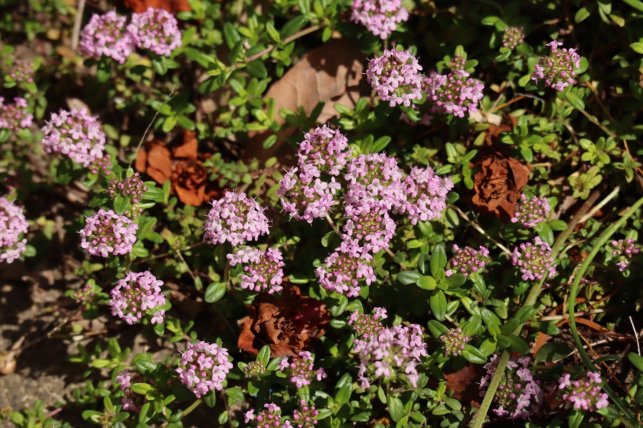 Thyme Flowers Plants Purple - Free photo on Pixabay - Pixabay