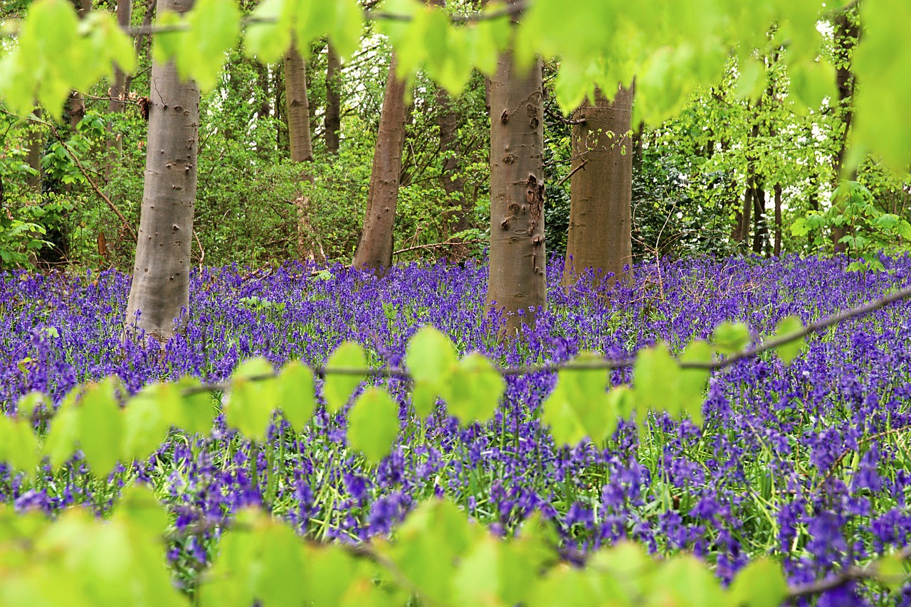 Bosque Campainhas Primavera - Foto gratuita no Pixabay - Pixabay