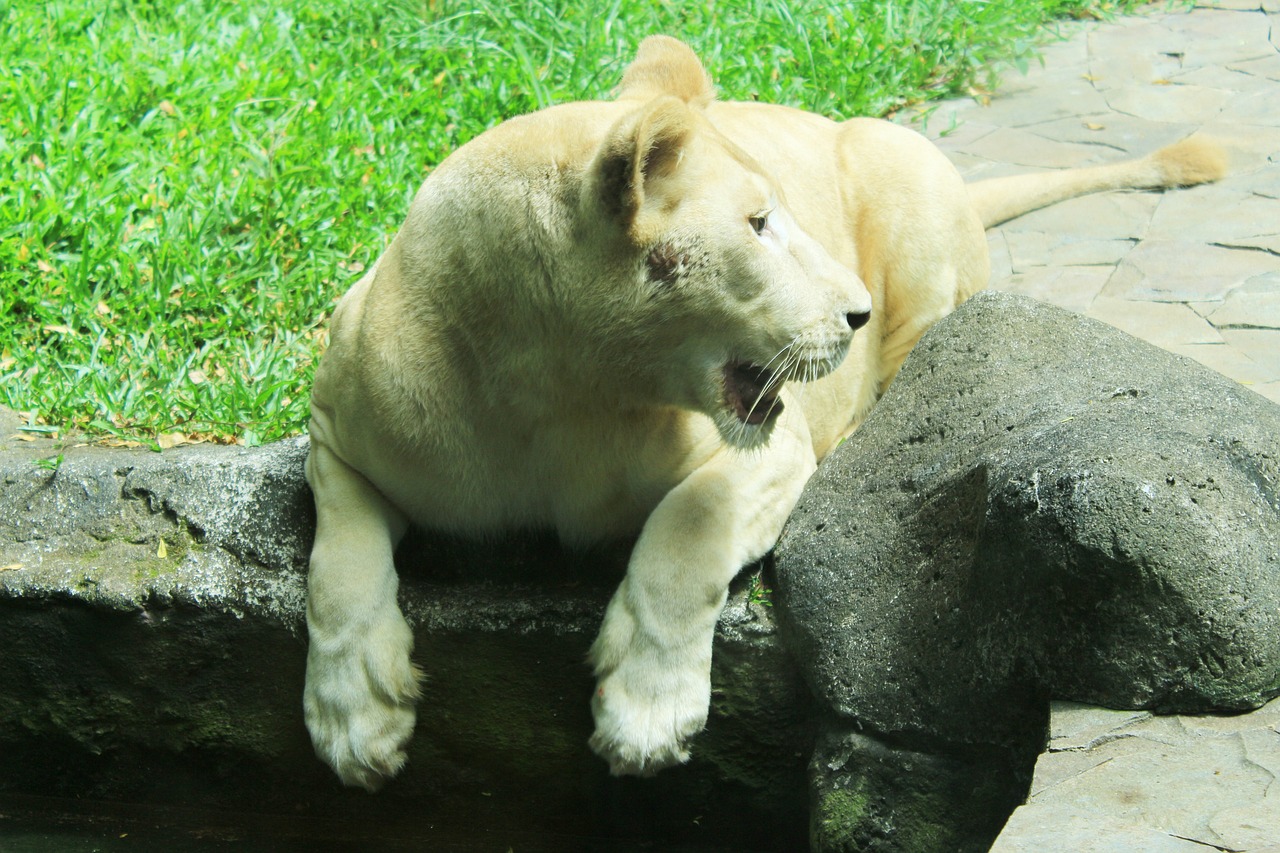 Animal Zoo Lion - Free photo on Pixabay - Pixabay