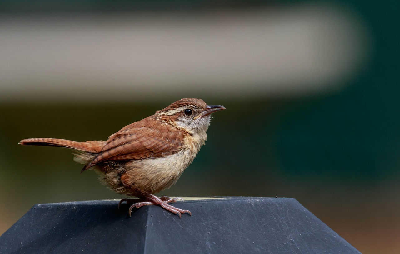 40+ Free Carolina Wren & Wren Images - Pixabay