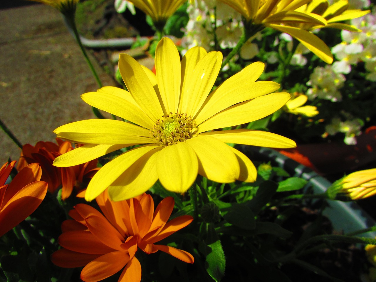 Flor Amarillo - Foto gratis en Pixabay - Pixabay