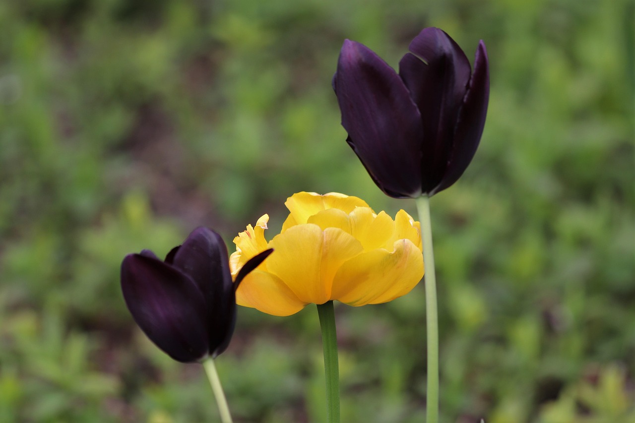 Tulip Bunga-Bunga Kebun Padang - Foto gratis di Pixabay - Pixabay