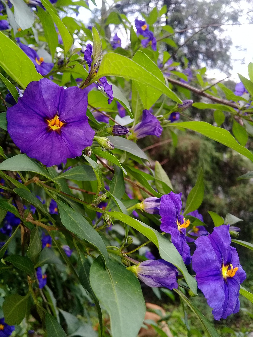 Bunga-Bunga Tanaman Kebun Semak - Foto gratis di Pixabay - Pixabay