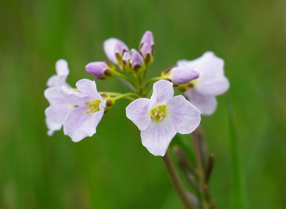 Flor De Cuco Flores Planta - Foto gratis en Pixabay