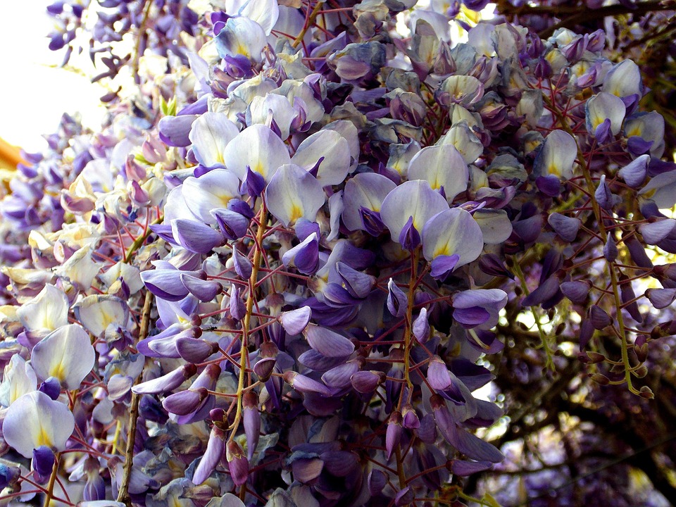 Fleure Natureza Flor - Foto gratuita no Pixabay - Pixabay