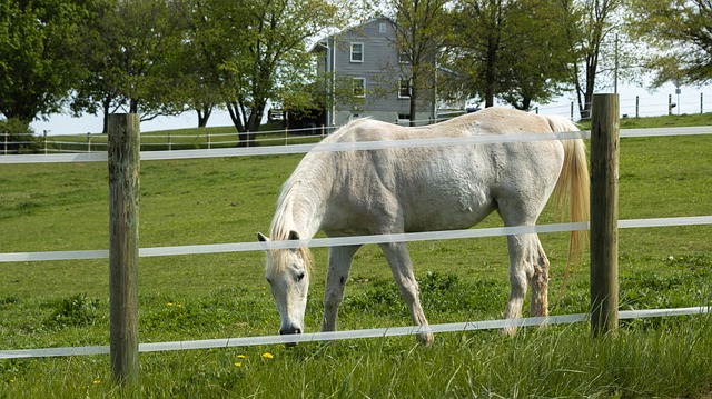 Caballo Granja Ecuestre - Foto gratis en Pixabay