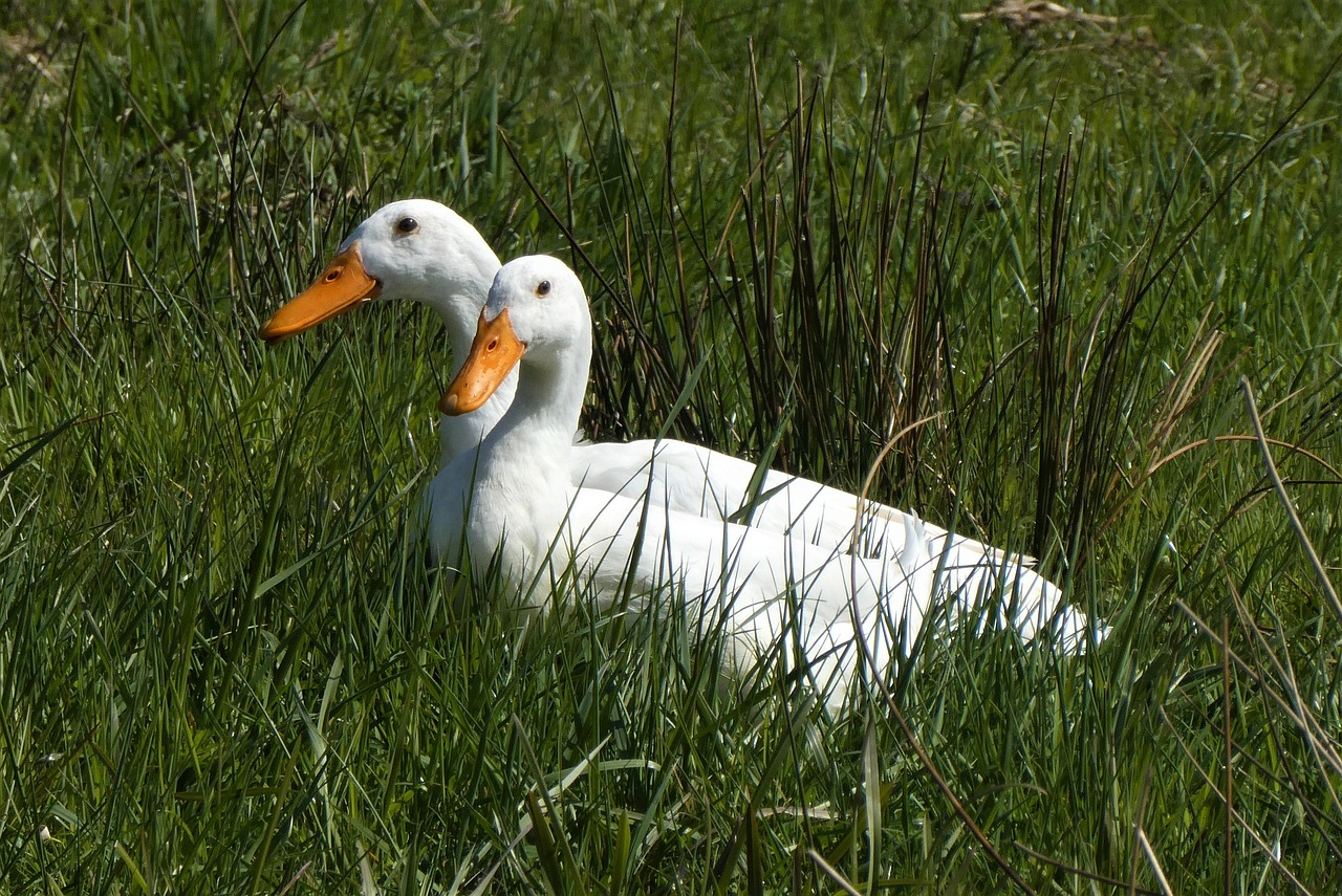 The White Of Ducks Duck - Free photo on Pixabay - Pixabay
