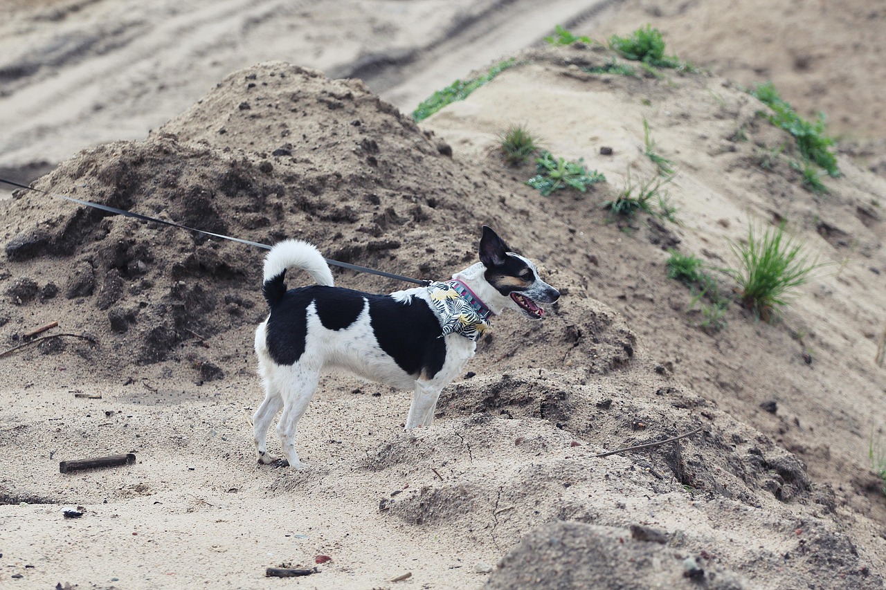 Rat Terrier Dog Walk - Free photo on Pixabay - Pixabay