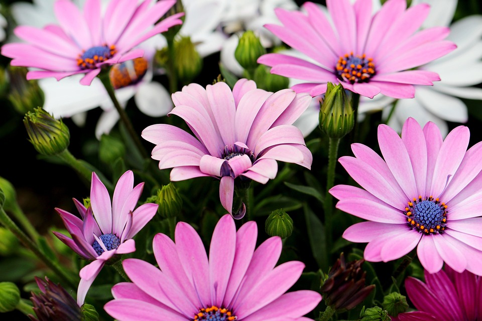 Daisy Afrika Bunga-Bunga Tanaman - Foto gratis di Pixabay - Pixabay