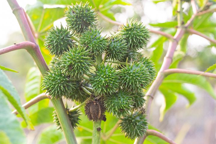 30+ Free Castor Oil Plant & Castor Oil Images - Pixabay