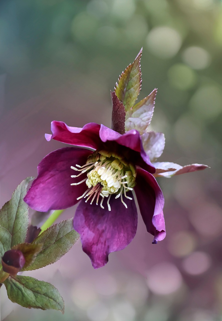 Flower Stamens Stamen - Free photo on Pixabay - Pixabay