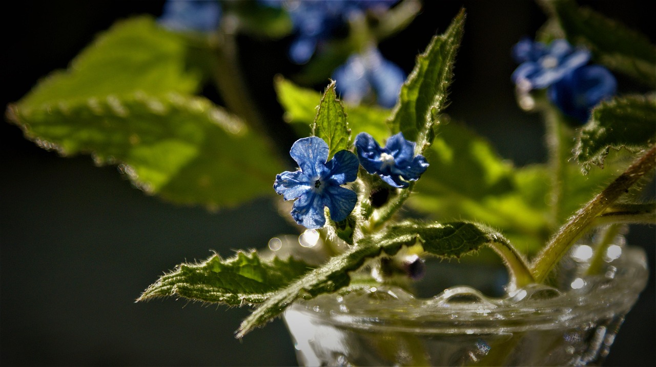 8+ Free Anchusa & Plant Images - Pixabay