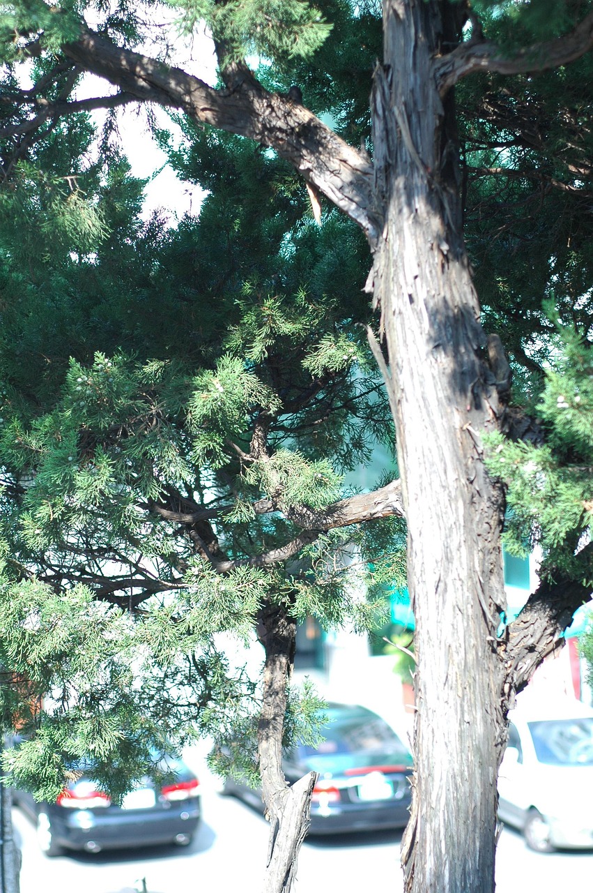 Baum Pine - Kostenloses Foto auf Pixabay - Pixabay