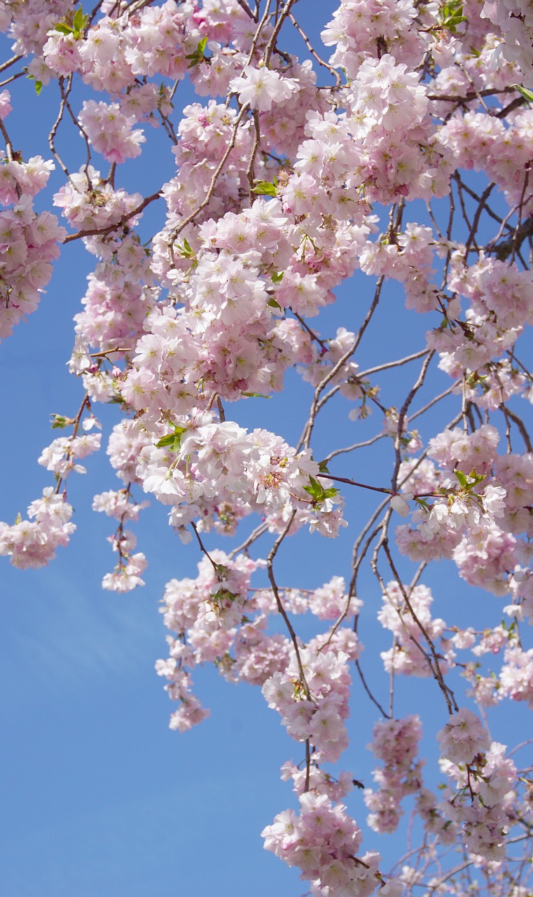 Japanese Cherry Blossoms Pink - Free photo on Pixabay - Pixabay