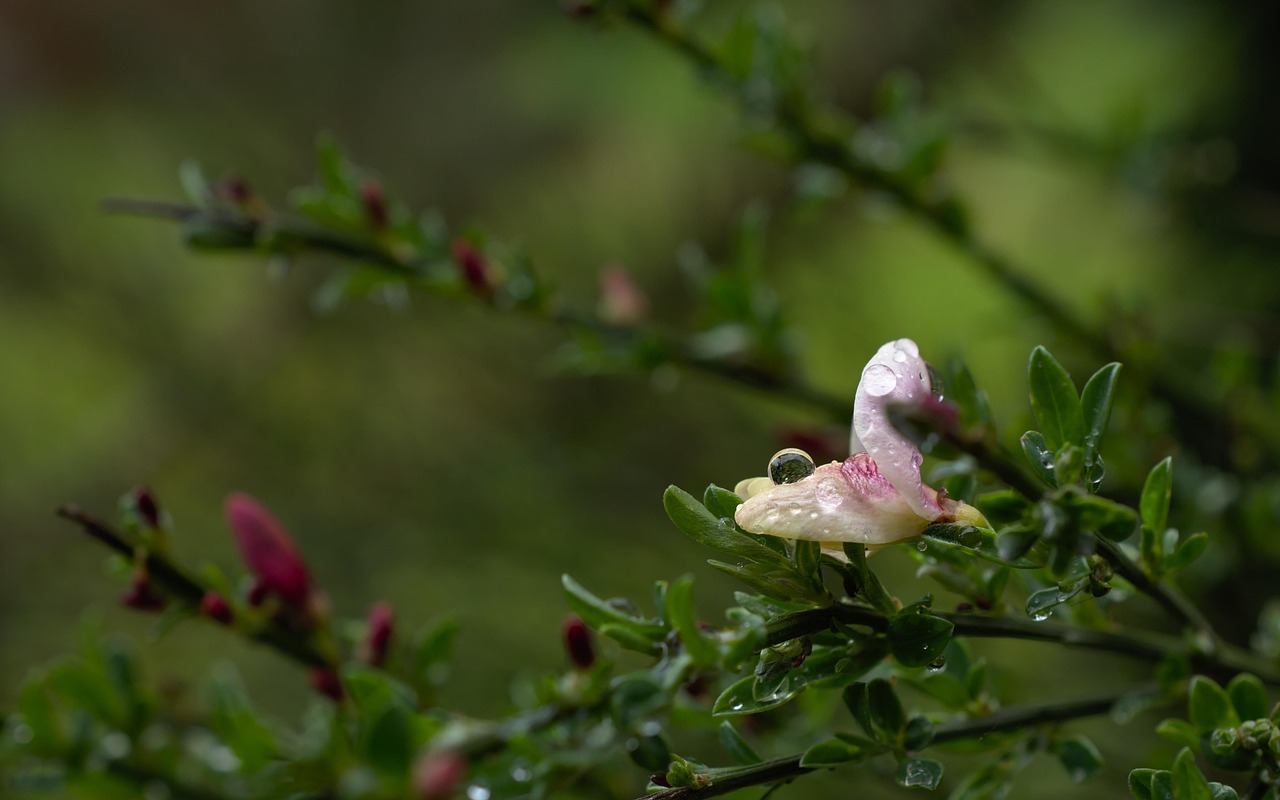 Broom Flower Dew - Free photo on Pixabay - Pixabay