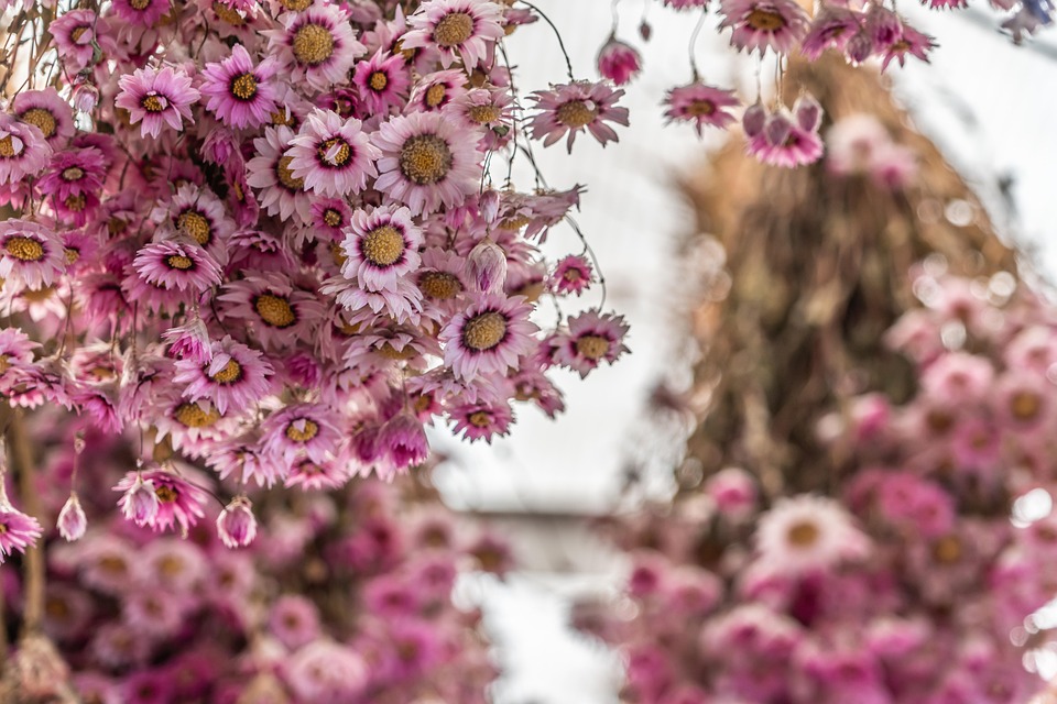 Pink Daisies Flowers Nature - Free photo on Pixabay