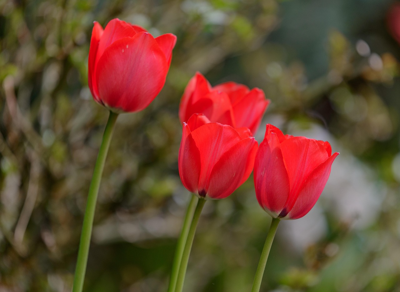 Tulppaanit Punainen Kukat - Ilmainen valokuva Pixabayssa - Pixabay