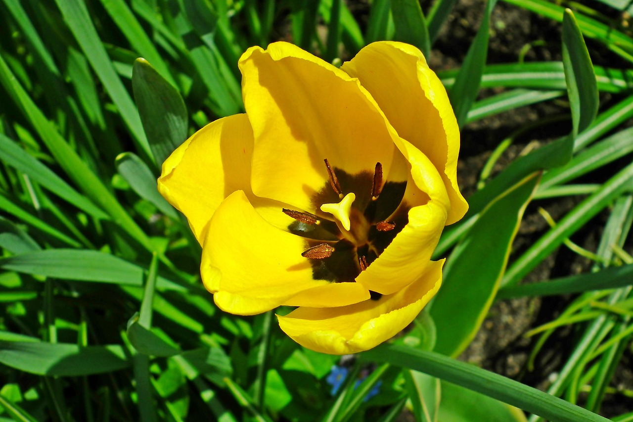 Tulipán Amarillo Flor - Foto gratis en Pixabay - Pixabay