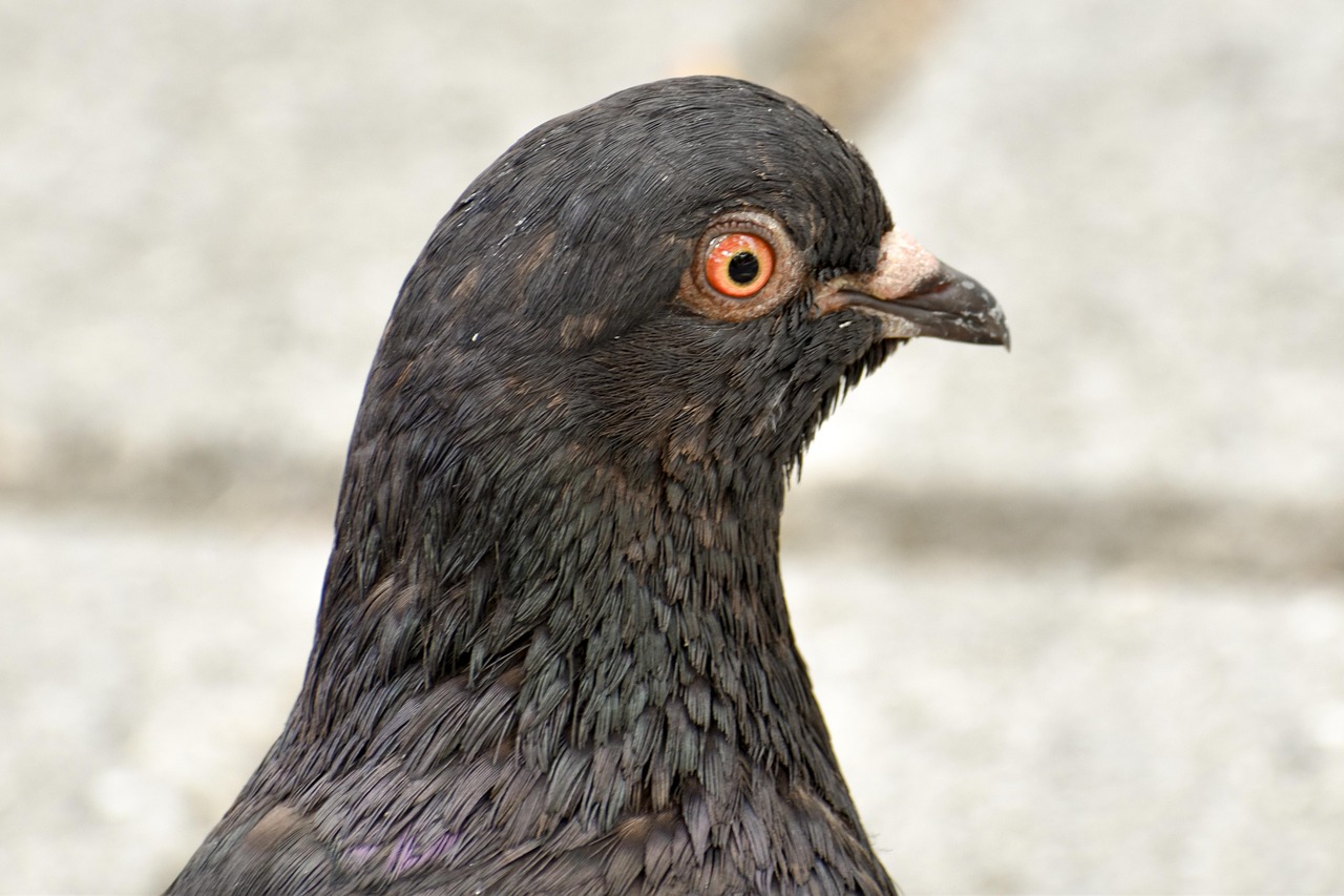 Pigeon Dove Eye - Free photo on Pixabay - Pixabay