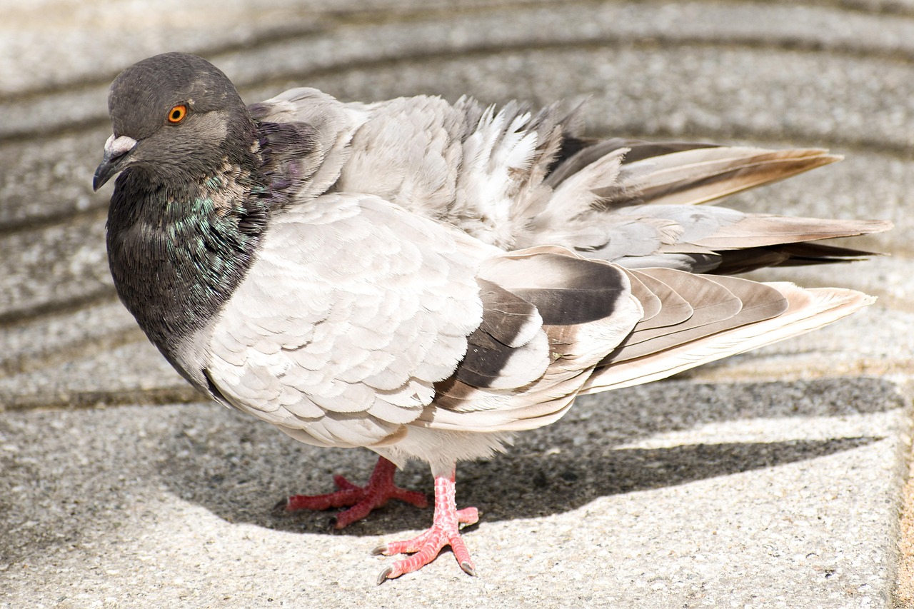Pombo Penas Pássaro - Foto gratuita no Pixabay - Pixabay