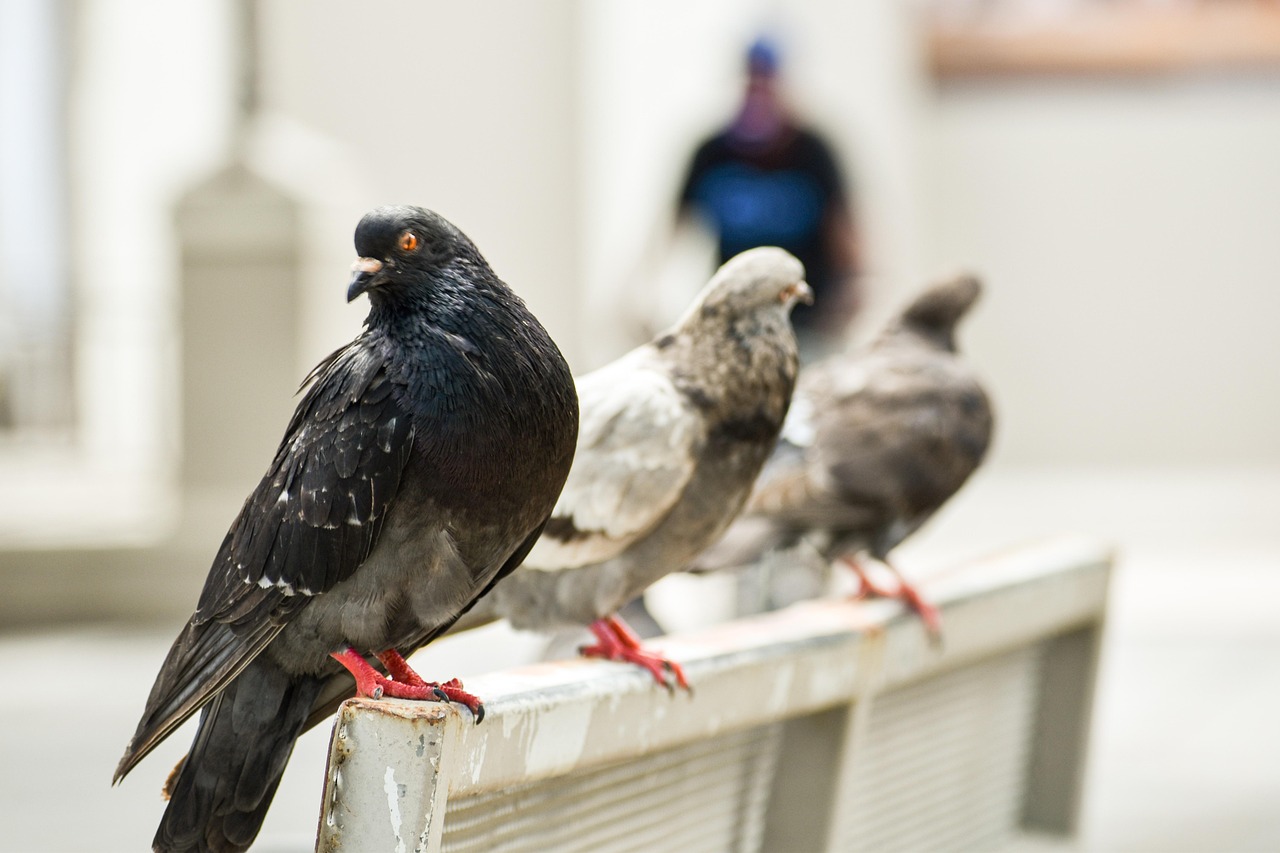 Pigeons Plumes Des Oiseaux - Photo gratuite sur Pixabay - Pixabay