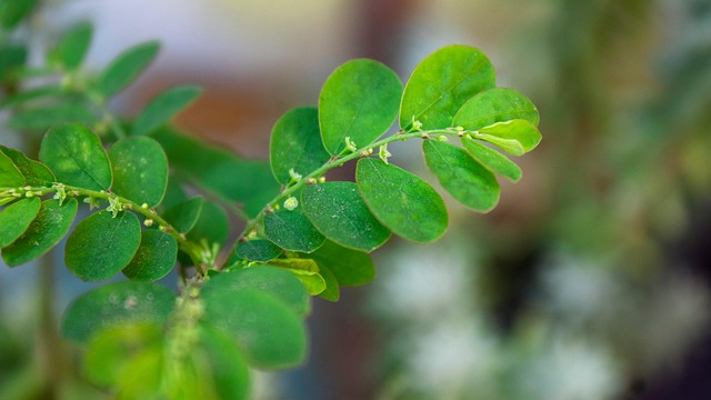 Planta Verde Naturaleza - Free photo on Pixabay - Pixabay
