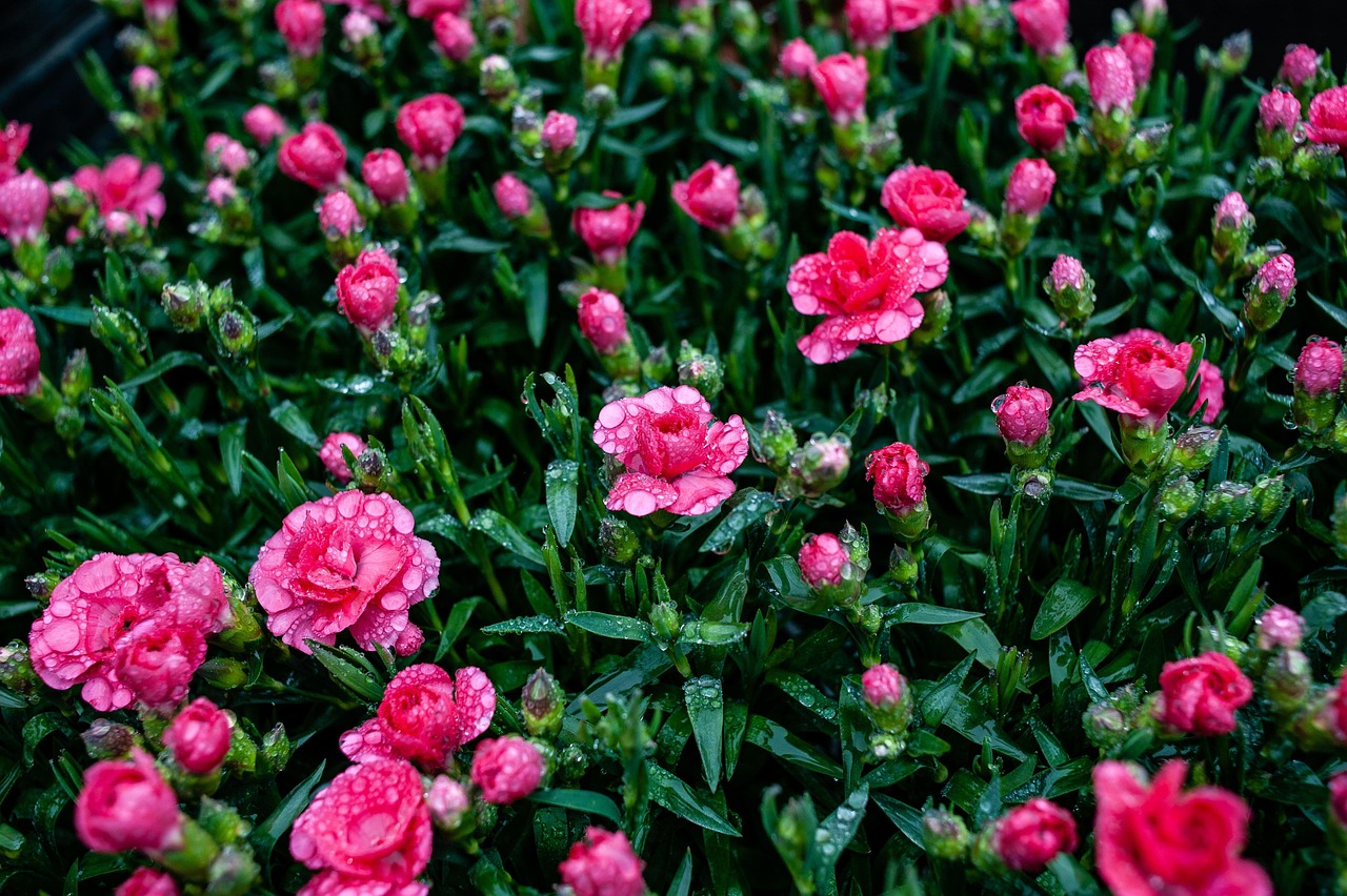 Flowers Pink Dew - Free photo on Pixabay - Pixabay