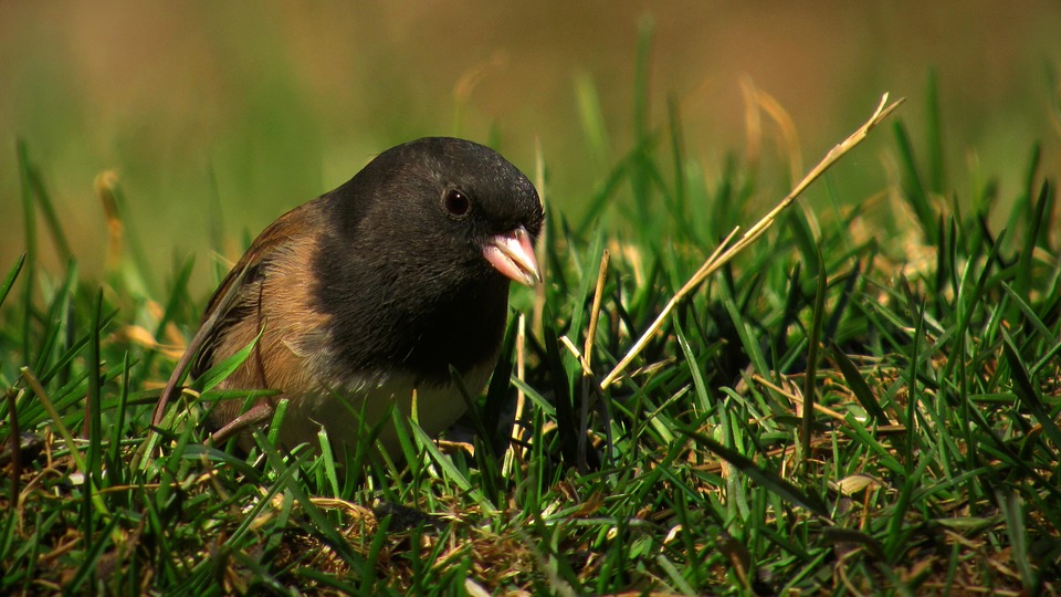 Junco Bird Animal - Free photo on Pixabay - Pixabay
