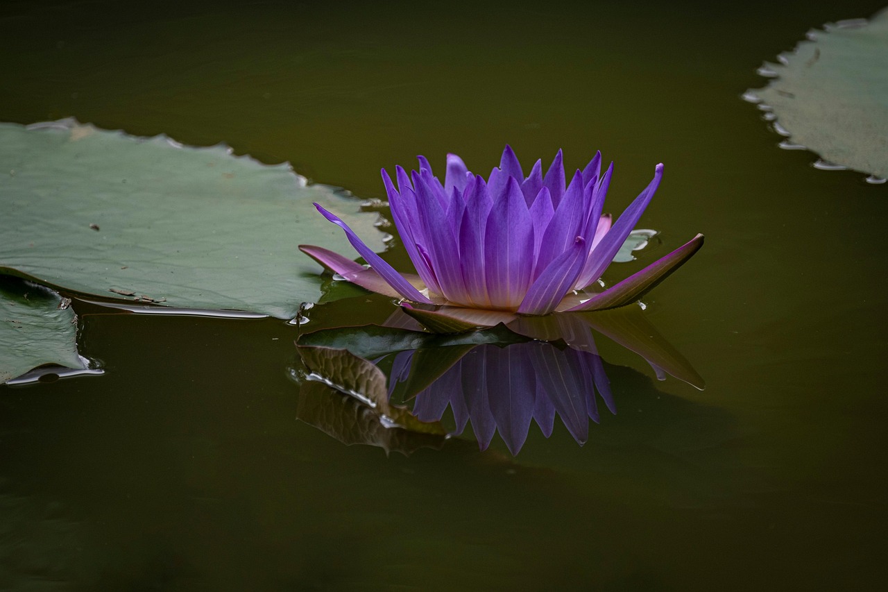 Nenúfar Lago Lírios - Foto gratuita no Pixabay - Pixabay