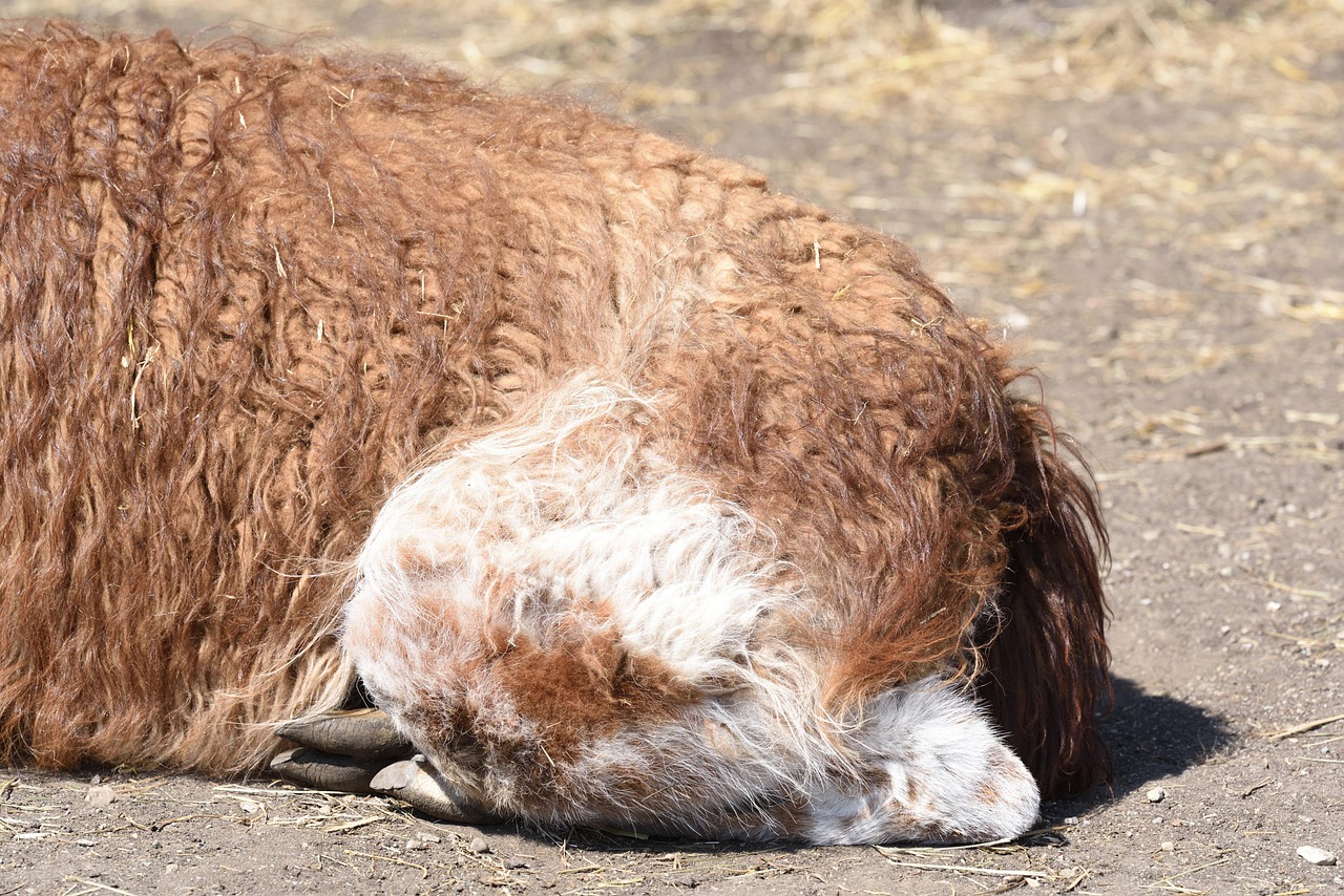 Más de 3 imágenes gratis de Lamer Pies y Lama - Pixabay
