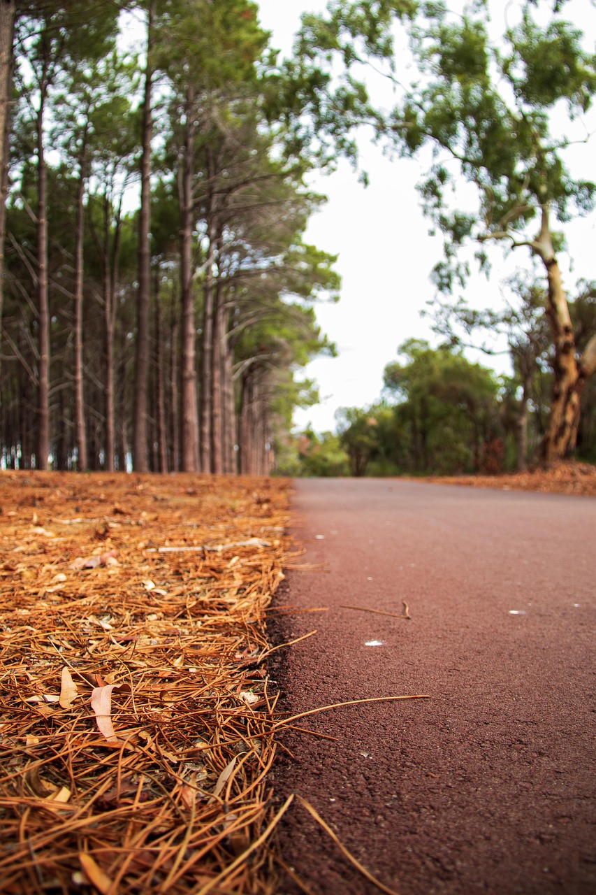 Road Pavement Trees - Free photo on Pixabay - Pixabay