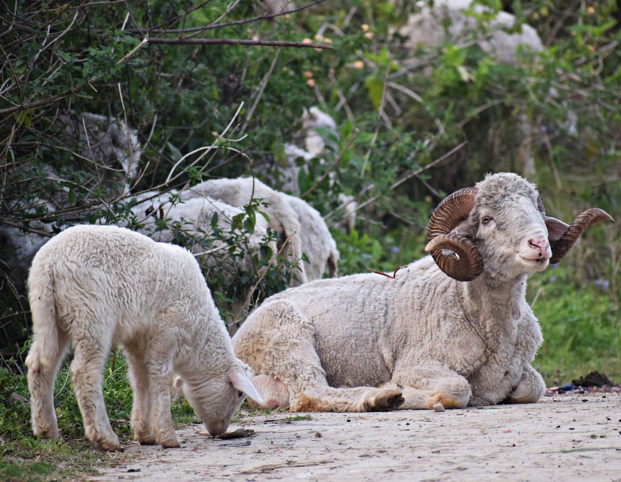 Ram Lamb Definition
