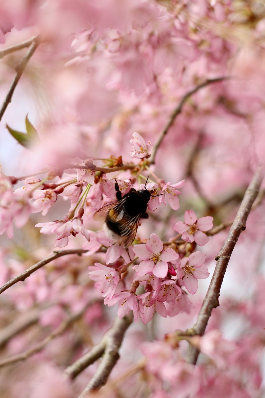 Bumblebee Spring Pink - Free photo on Pixabay - Pixabay