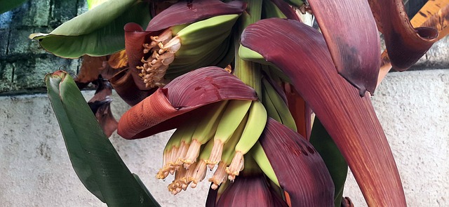 Banane Fruit Arbre - Photo gratuite sur Pixabay - Pixabay