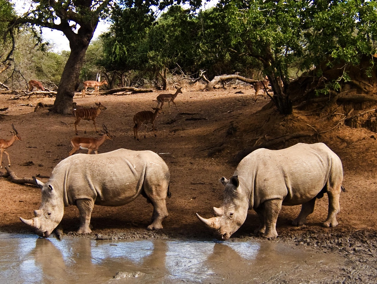 Rhinocéros Pachydermes Point D'Eau - Photo gratuite sur Pixabay - Pixabay