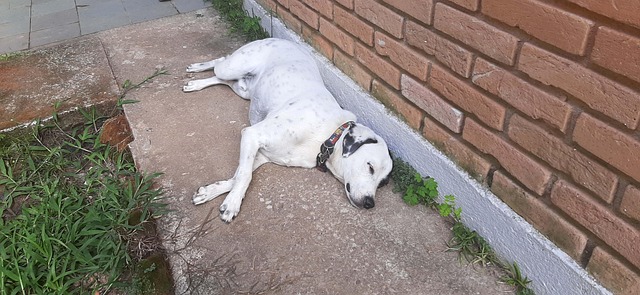 Un Chien Dormant Mignonne Animal - Photo gratuite sur Pixabay - Pixabay