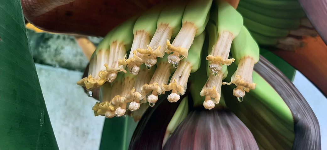 Más de 70 imágenes gratis de Árbol De Banana y Árbol - Pixabay