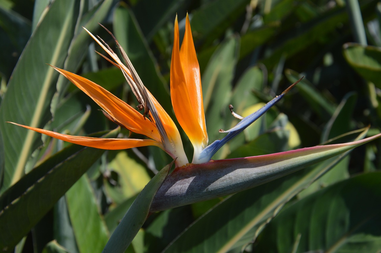 Oiseaux Du Paradis Fleurs Plantes - Photo gratuite sur Pixabay - Pixabay