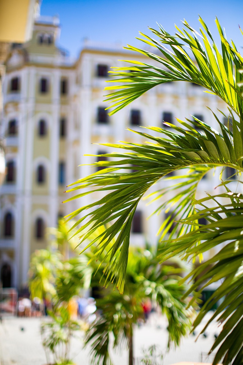 Palma Folhas Planta - Foto gratuita no Pixabay - Pixabay
