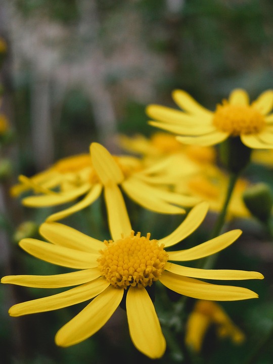 Fleur Jaune Bloom Le - Photo gratuite sur Pixabay - Pixabay