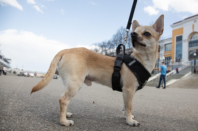 Dog Animal Street - Free photo on Pixabay - Pixabay