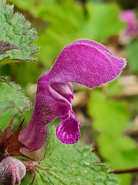 Lamier Tacheté Fleur De Lamium - Photo gratuite sur Pixabay - Pixabay