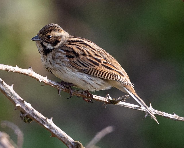 Female Reed Bunting - Free photo on Pixabay - Pixabay