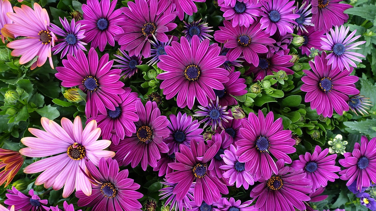 African Daisy Flowers Garden - Free photo on Pixabay - Pixabay