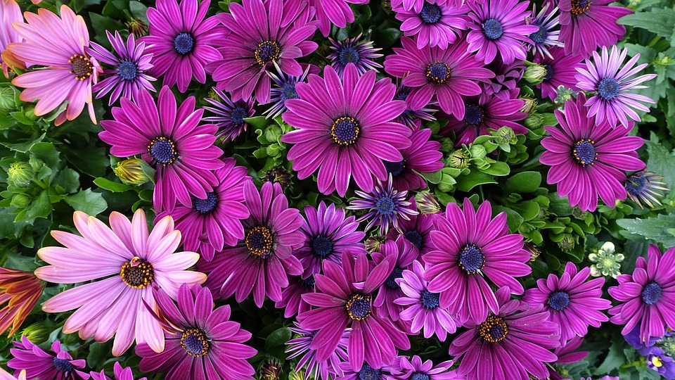 African Daisy Flowers Garden - Free photo on Pixabay - Pixabay